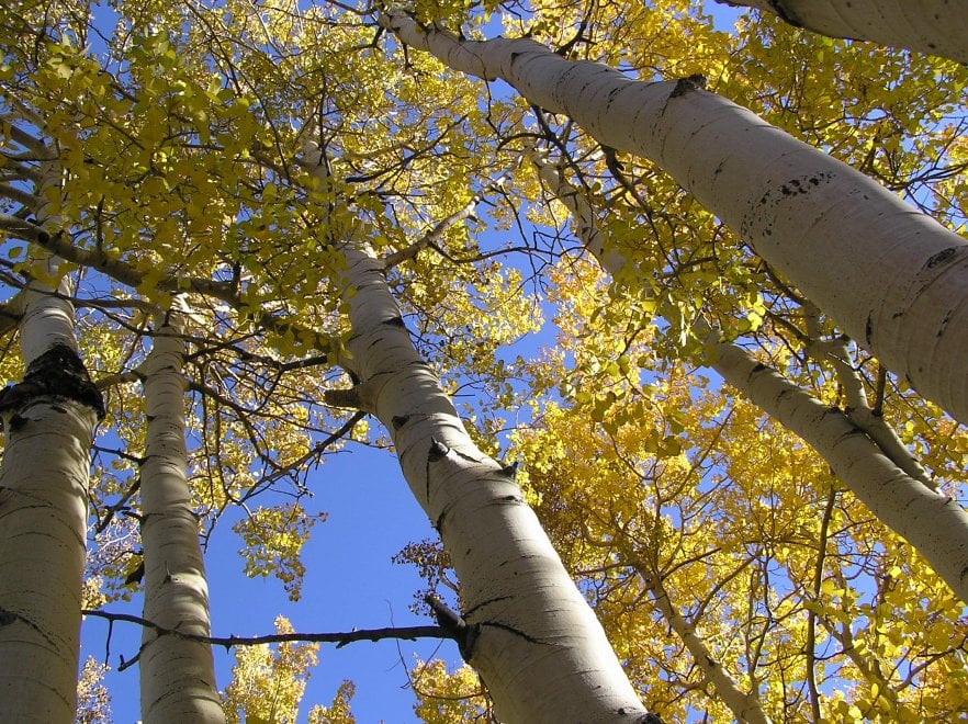 Pando, il gigante che trema - la Repubblica