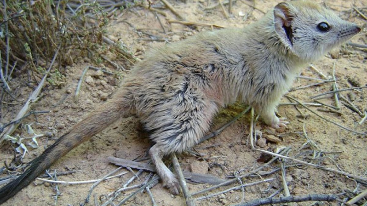 Il marsupiale che credevamo estinto da 100 anni: in Australia rispunta ...