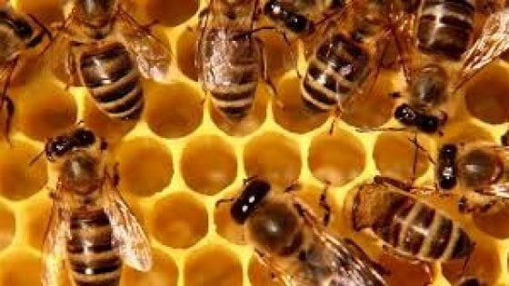 Le api muoiono: sequestrato un terreno perché inquinato dai fitofarmaci ...