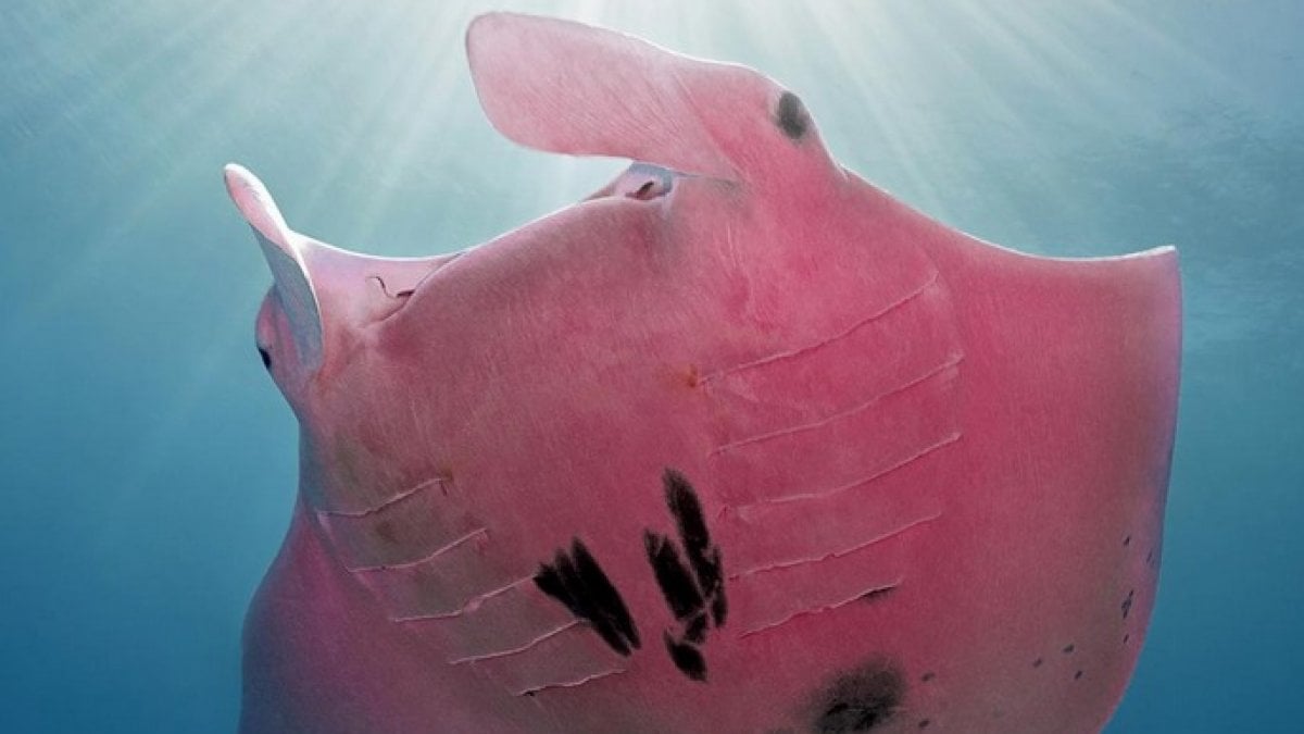 Rara manta rosa fotografata in Australia - la Repubblica
