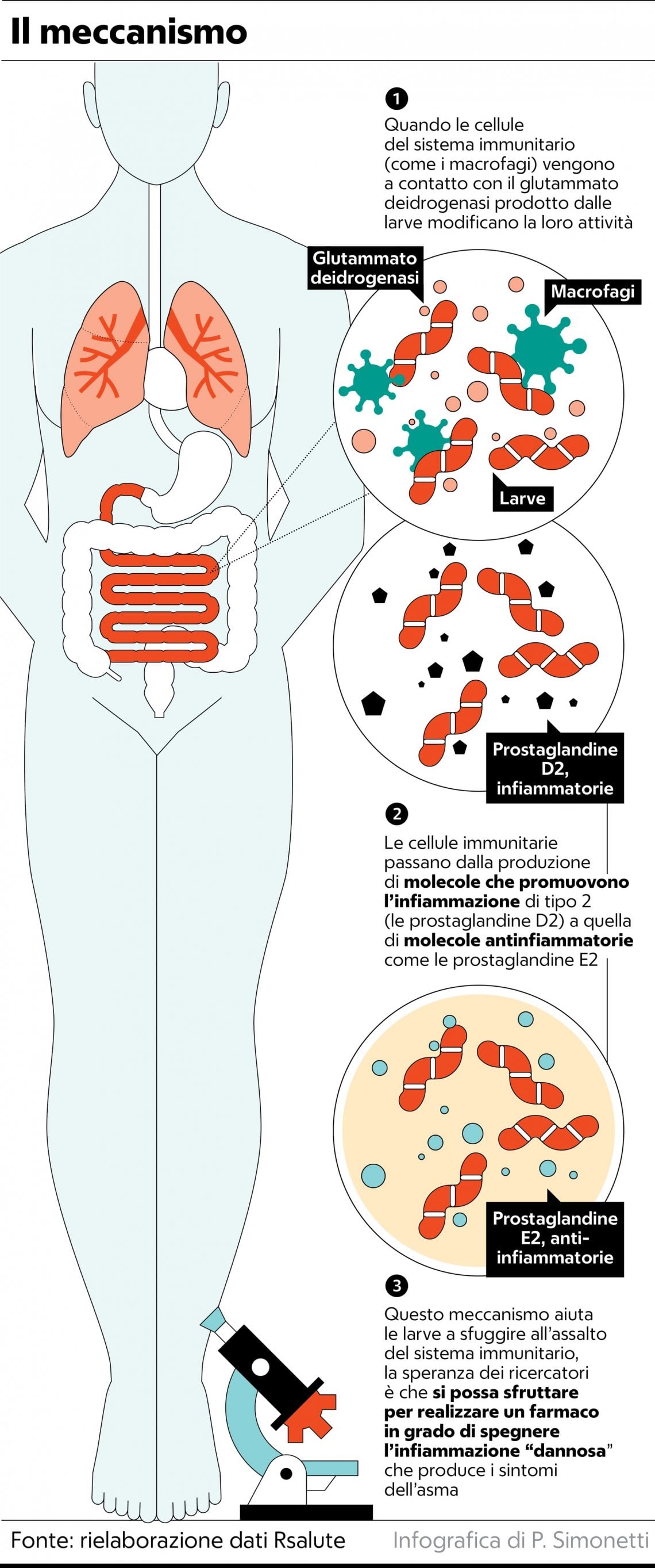 Un estratto di vermi intestinali contro le infiammazioni - la Repubblica
