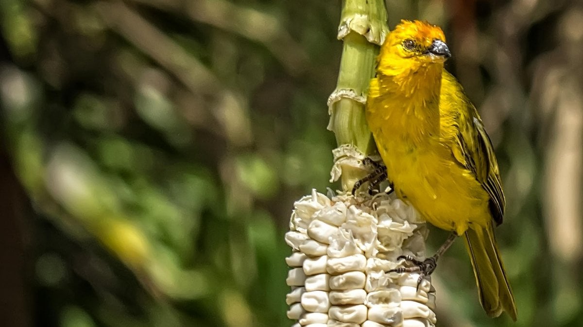 Amazzonia bersaglio dei bracconieri - la Repubblica