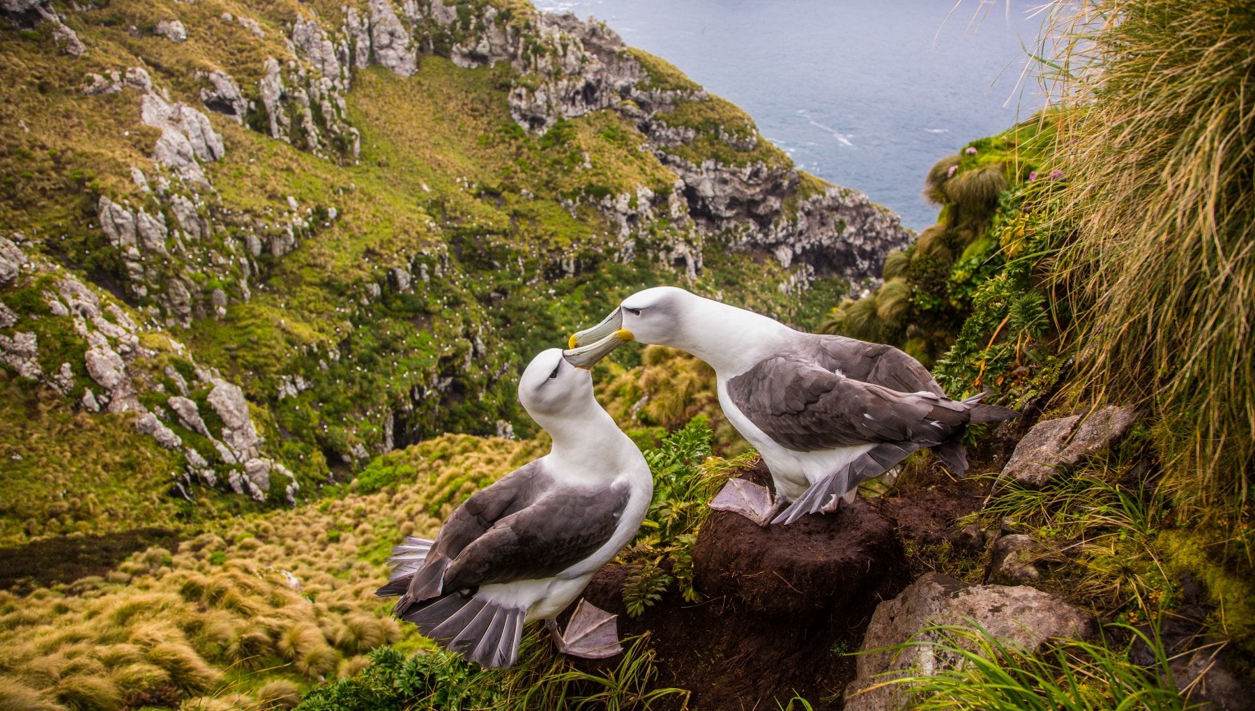 Gli albatros divorziano: colpa del clima [di Micòl Ricci] - la Repubblica