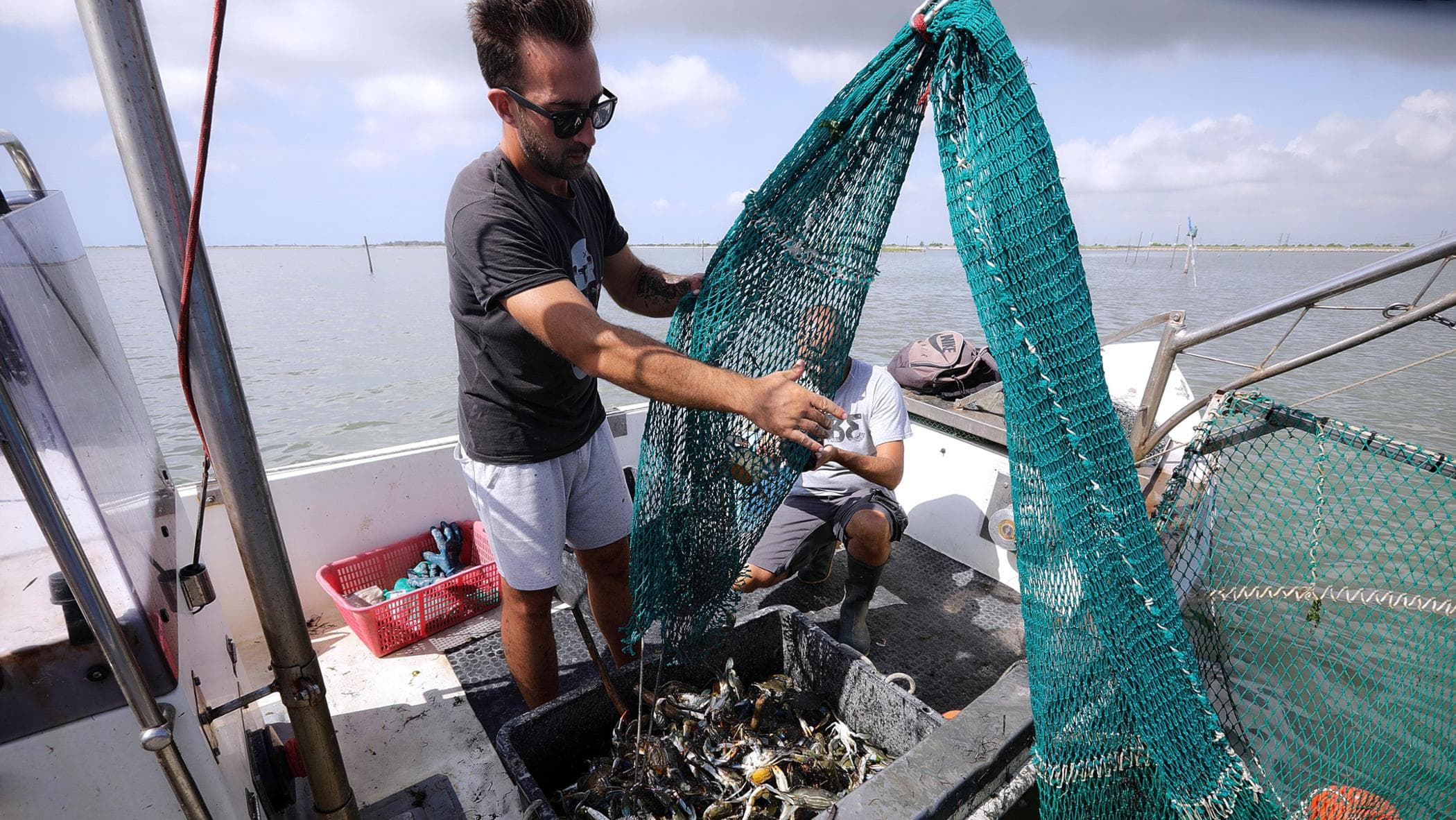 Granchio blu, l’invasione fronteggiata dai pescatori del delta del Po ...