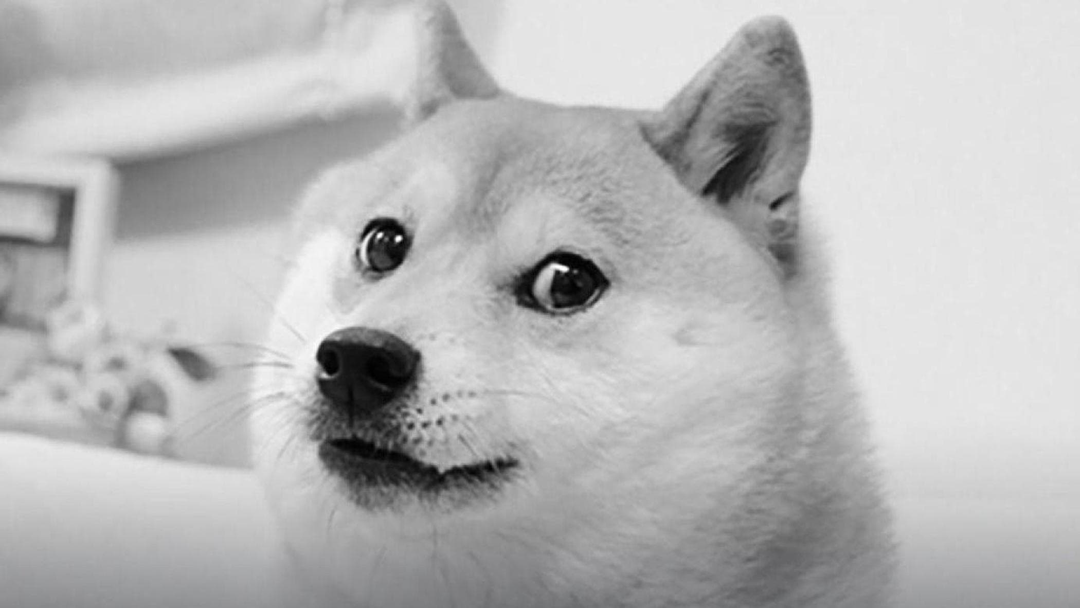 Dogecoin, è morto il cane che ispirò il meme e la criptovaluta - la ...