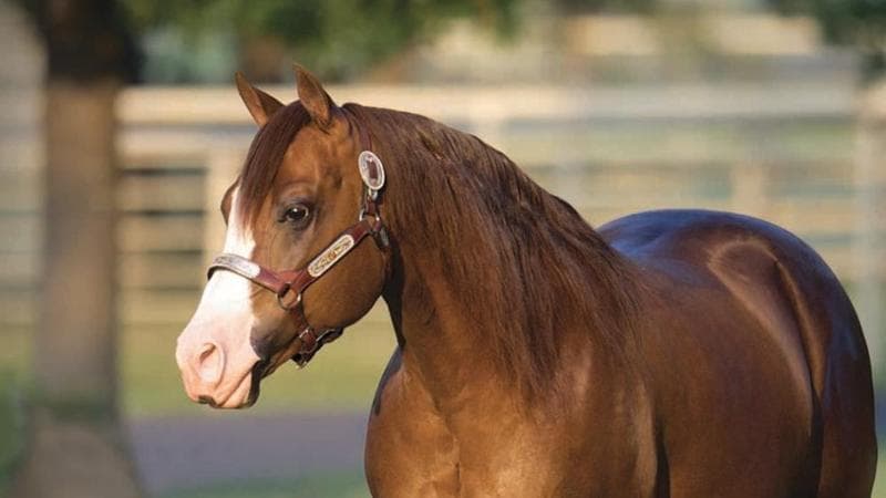 Arcese, è italiano il grande vecchio del reining mondiale - la Repubblica