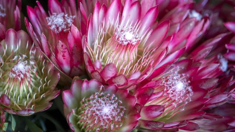 Sudafrica, clima mette a rischio la protea, il fiore nazionale. “Qui è ...