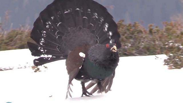 Cucciolo Di Gallo Cedrone