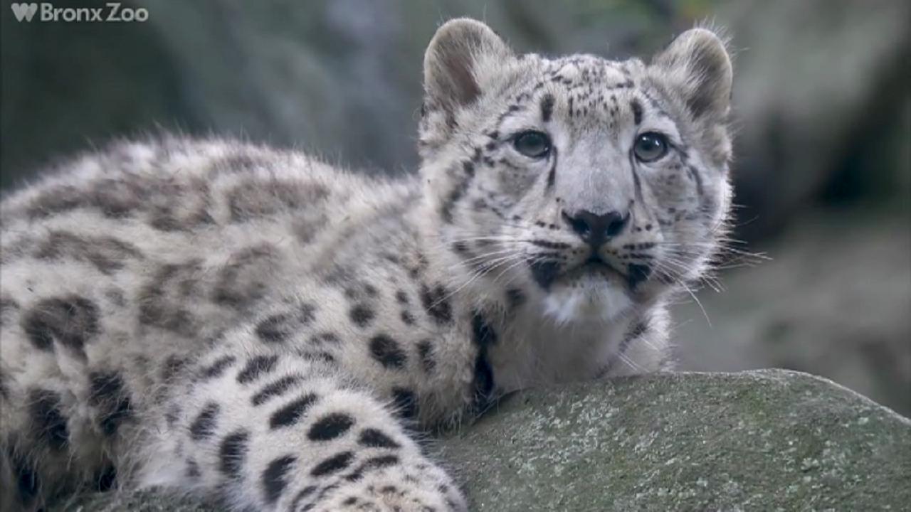 Usa, il cucciolo di leopardo delle nevi fa il suo debutto pubblico ...