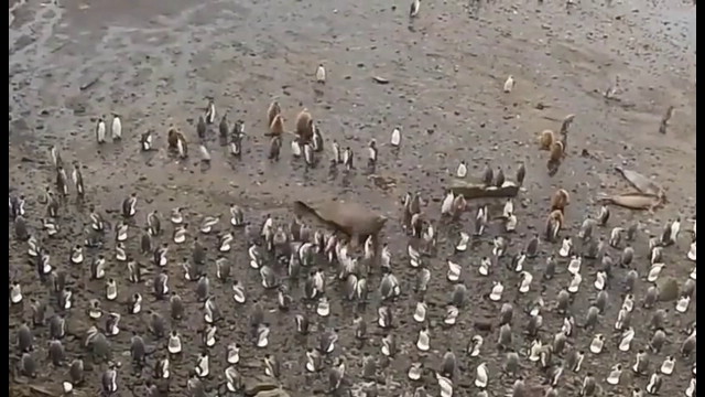 Watch Breeding King Penguin Colonies Move Like Liquid Molecules - La Stampa