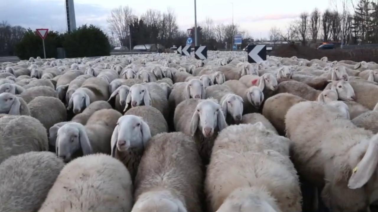 Transumanza del gregge, 1300 pecore a Vigevano - La Provincia Pavese