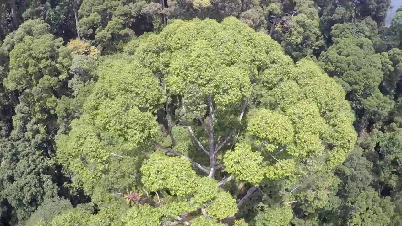 Dalle radici alla chioma: l'albero tropicale più alto del mondo lungo ...