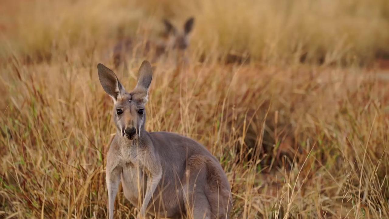 La strage di canguri - Il trailer di "Kangaroo, A Love-Hate Story" - La ...