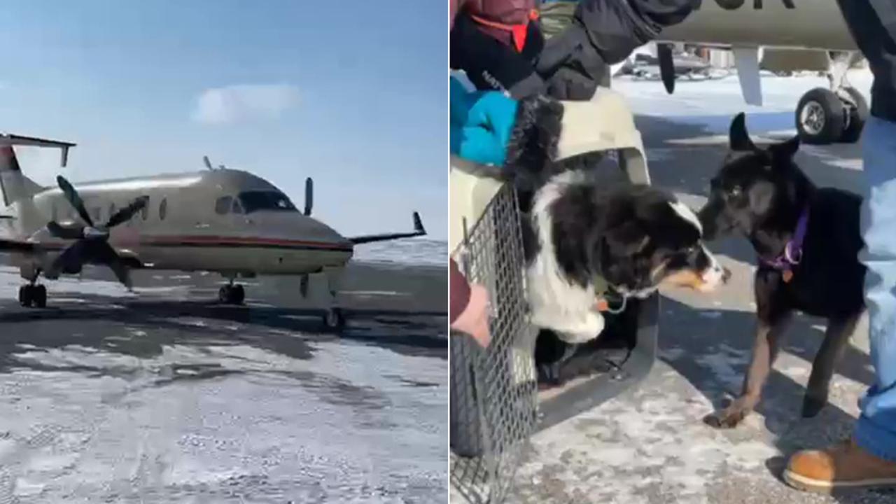 Il ritorno a casa di Nanuq, il cane che ha vagato per 240 chilometri ...