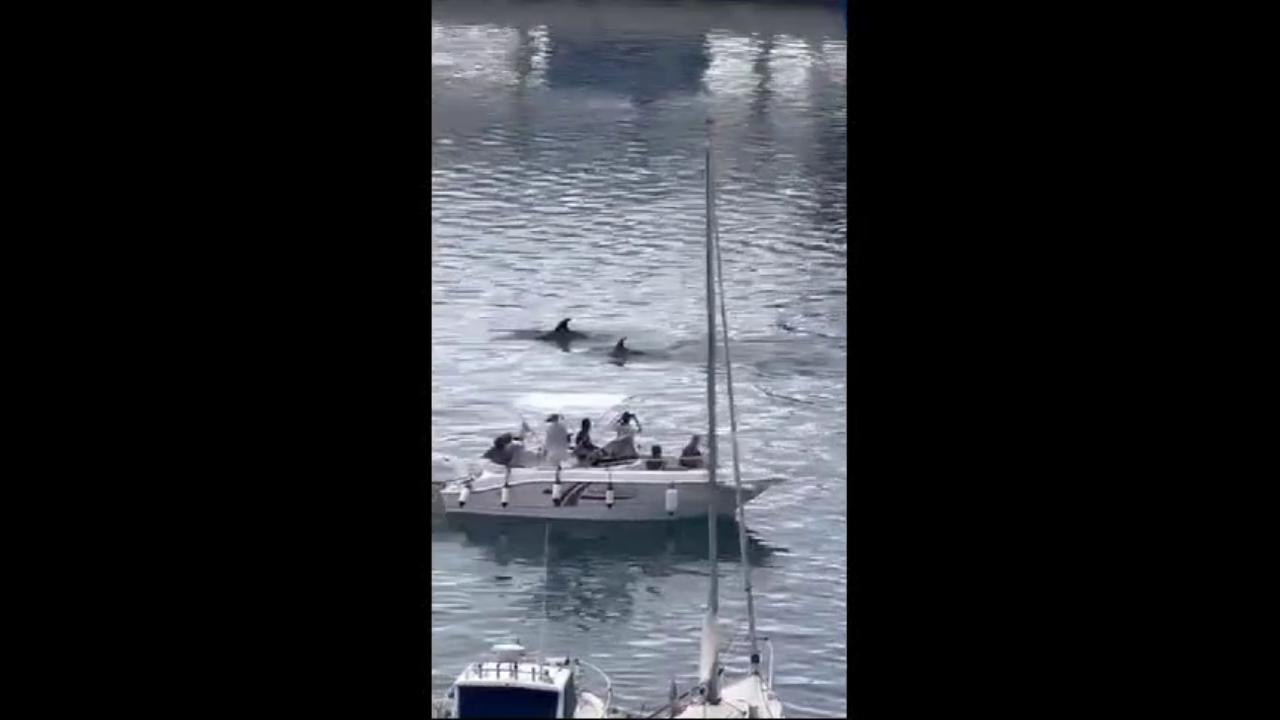 Savona, un piccolo gruppo di delfini tursiopi all'ingresso del porto ...
