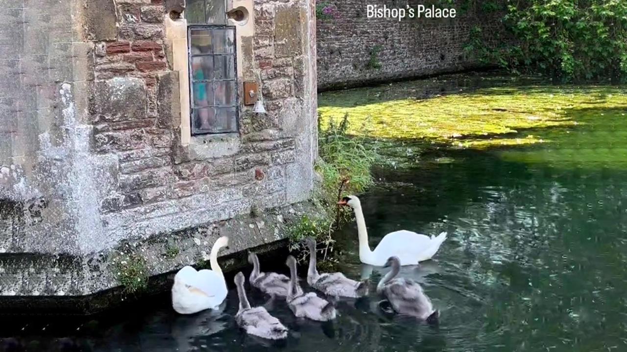 I cigni aristocratici e la campanella per il cibo - La Stampa