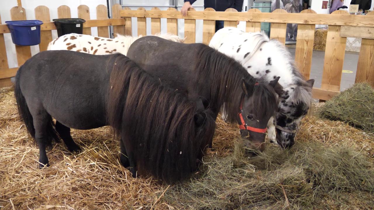 Fieracavalli 125, alla scoperta dei mini pony: la razza di cavallo più ...
