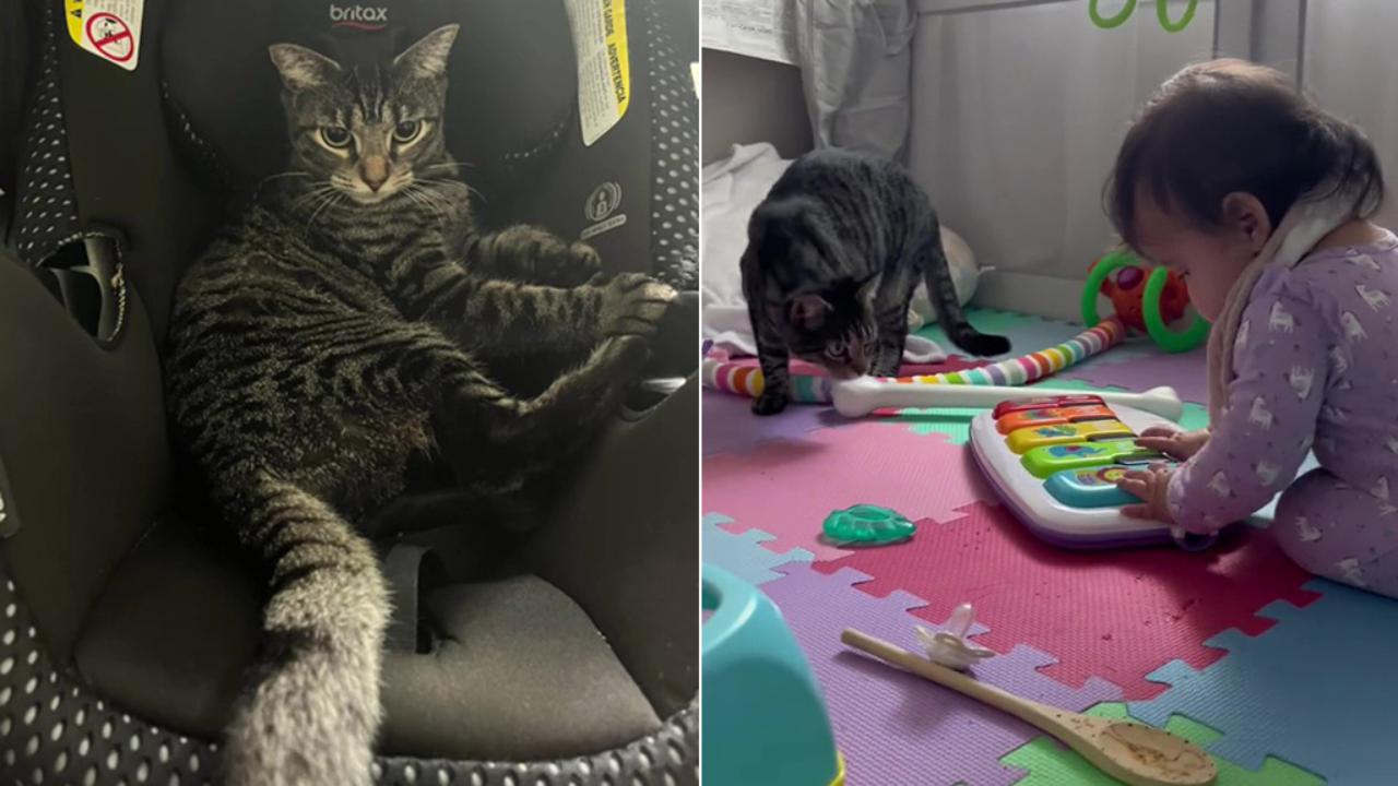 L'amicizia speciale nata fra una gatta e la neonata di casa - La Stampa