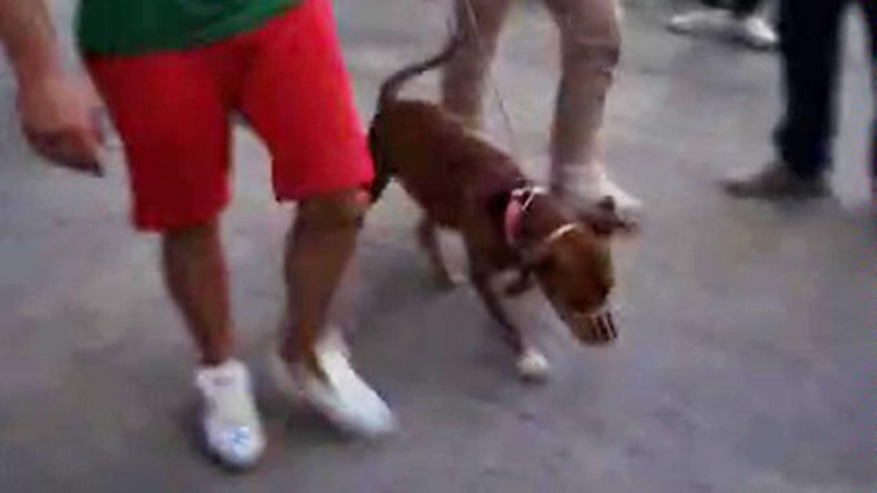 Cane bastonato sul balcone a Casalnuovo di Napoli, il salvataggio fra ...