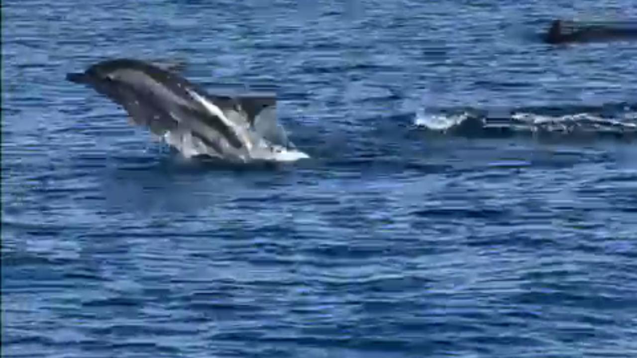 Nel mare di Ischia la "danza" di accoppiamento dei delfini - la Repubblica
