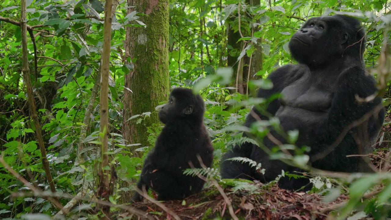 I gorilla che restano. Il WWF: "Specie chiave e bandiera da proteggere ...