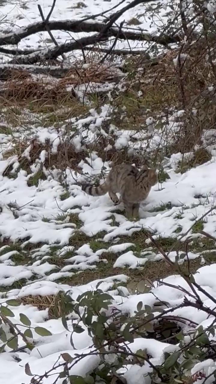 Felino passeggia sulla neve in Appennino: "Potrebbe essere un gatto ...