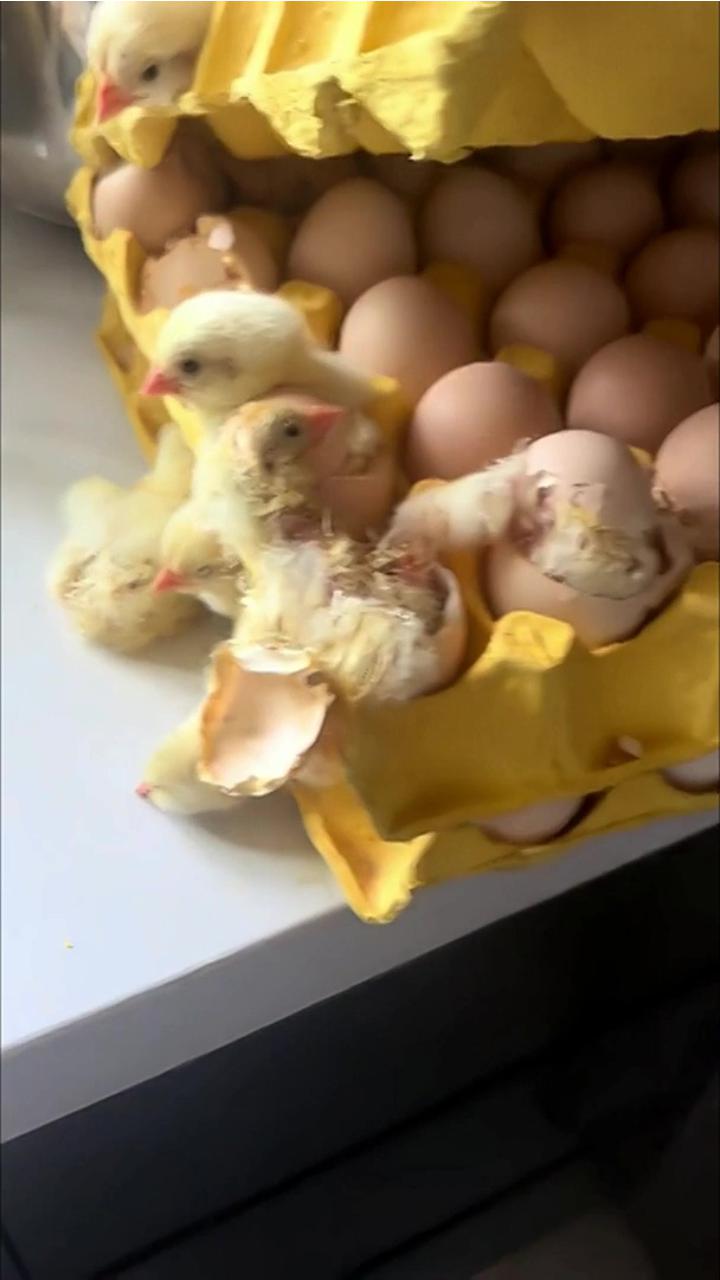 Manca due giorni da casa e quando torna trova 70 pulcini nati dalle ...