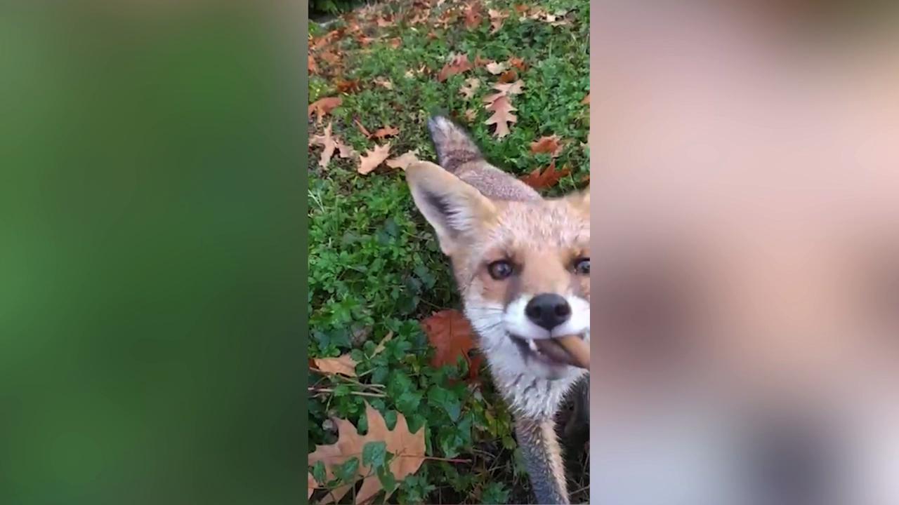La volpe diventata mascotte di Bosia - La Stampa