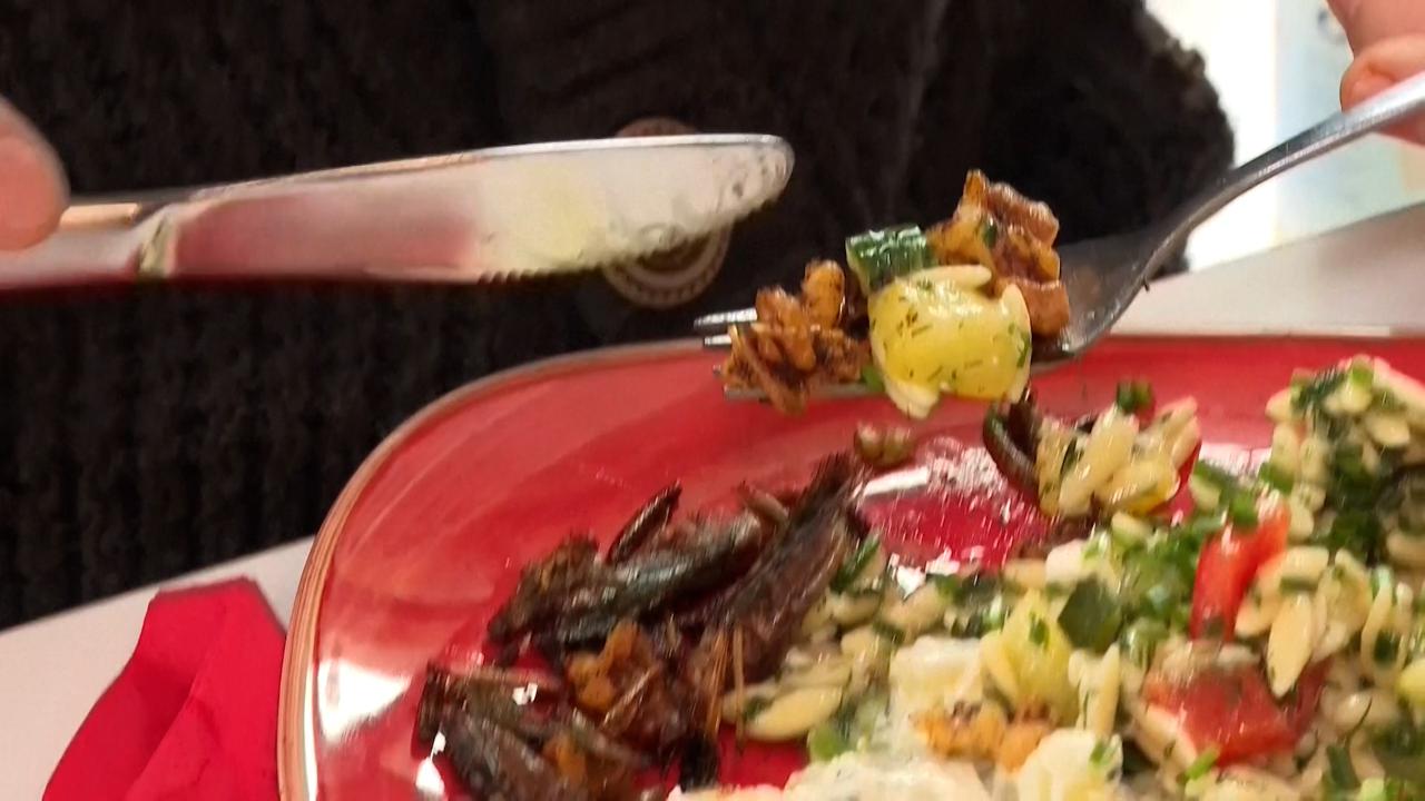 Insetti da mangiare: cavallette, grilli e vermi come topping nel bar ...