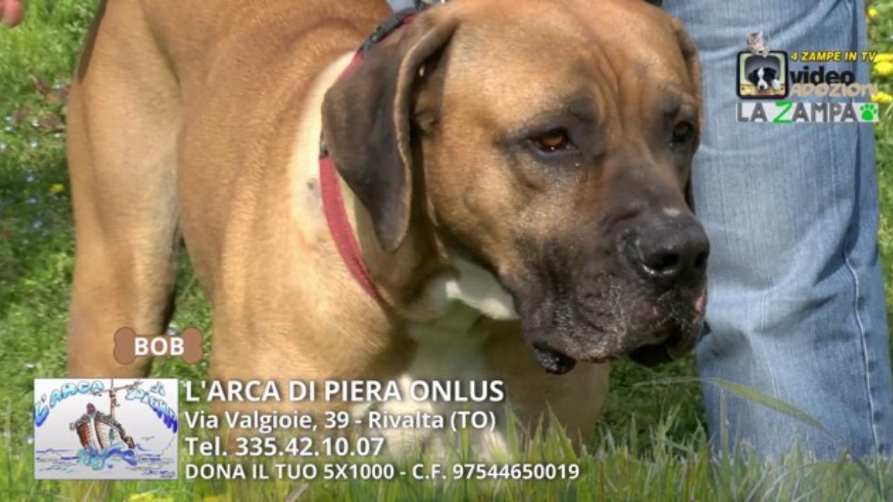 Videoadozioni L'Arca di Piera (Rivalta): il cane Bob cerca casa - La Stampa