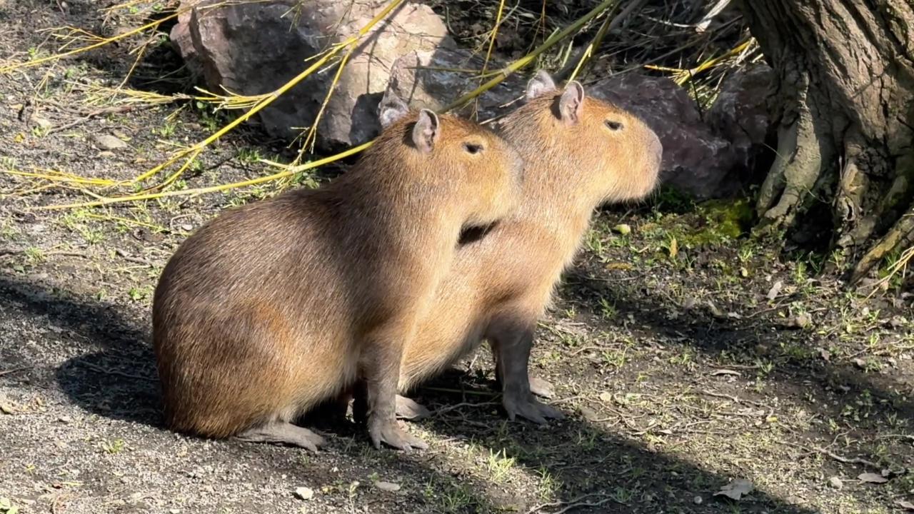 Capibara, il roditore più grande della Terra: tre sorelle nel bioparco ...