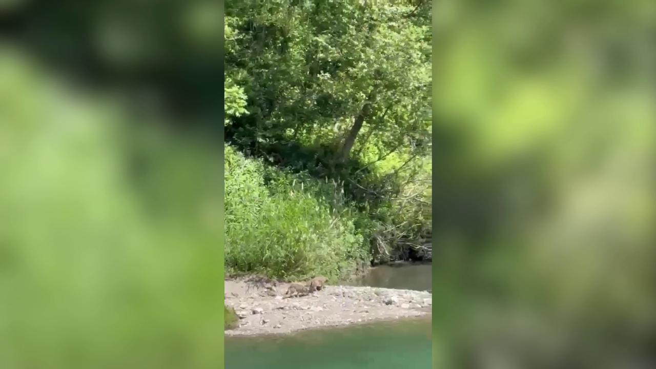 Ornavasso, coppia di lupi "a spasso" lungo l'argine del Toce - La Stampa