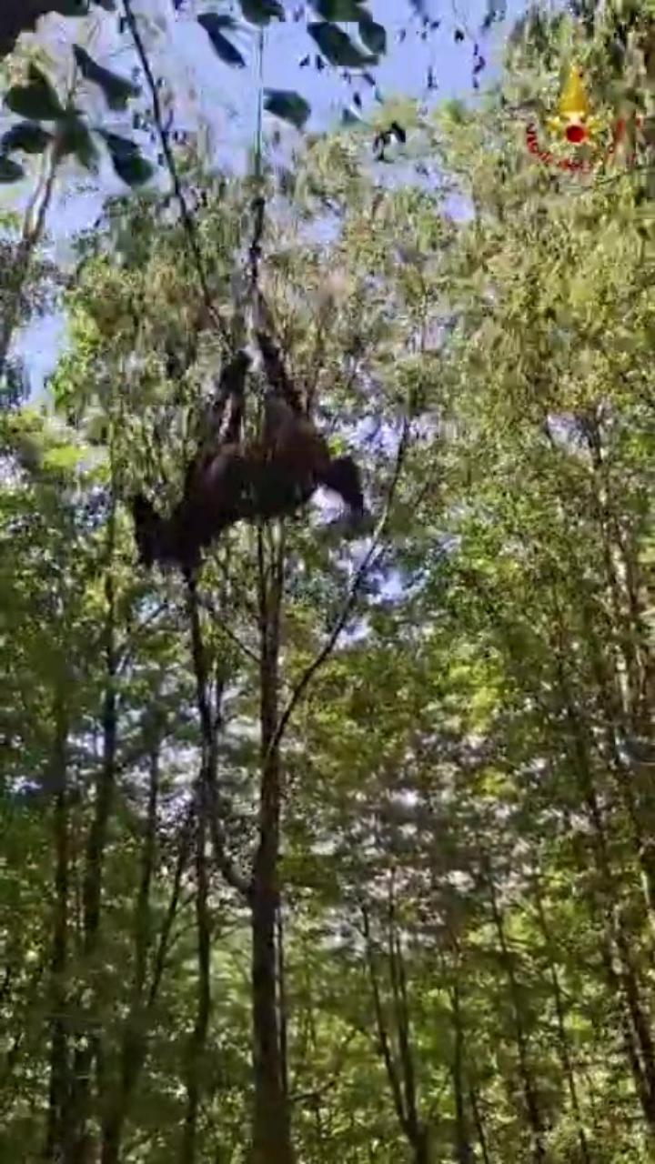 Cavallo precipita nel canalone, soccorso con l'elicottero: l'animale ...