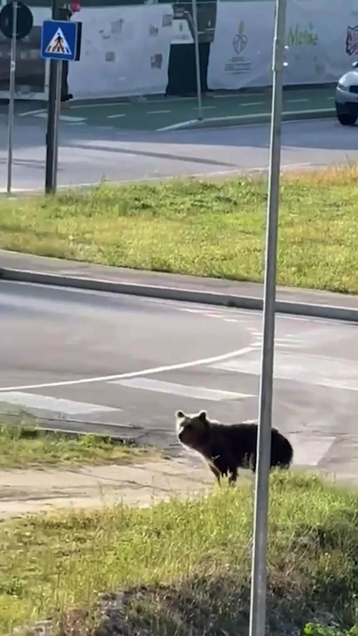 Castel di Sangro, l'orso va in gita in paese e diventa virale sui ...