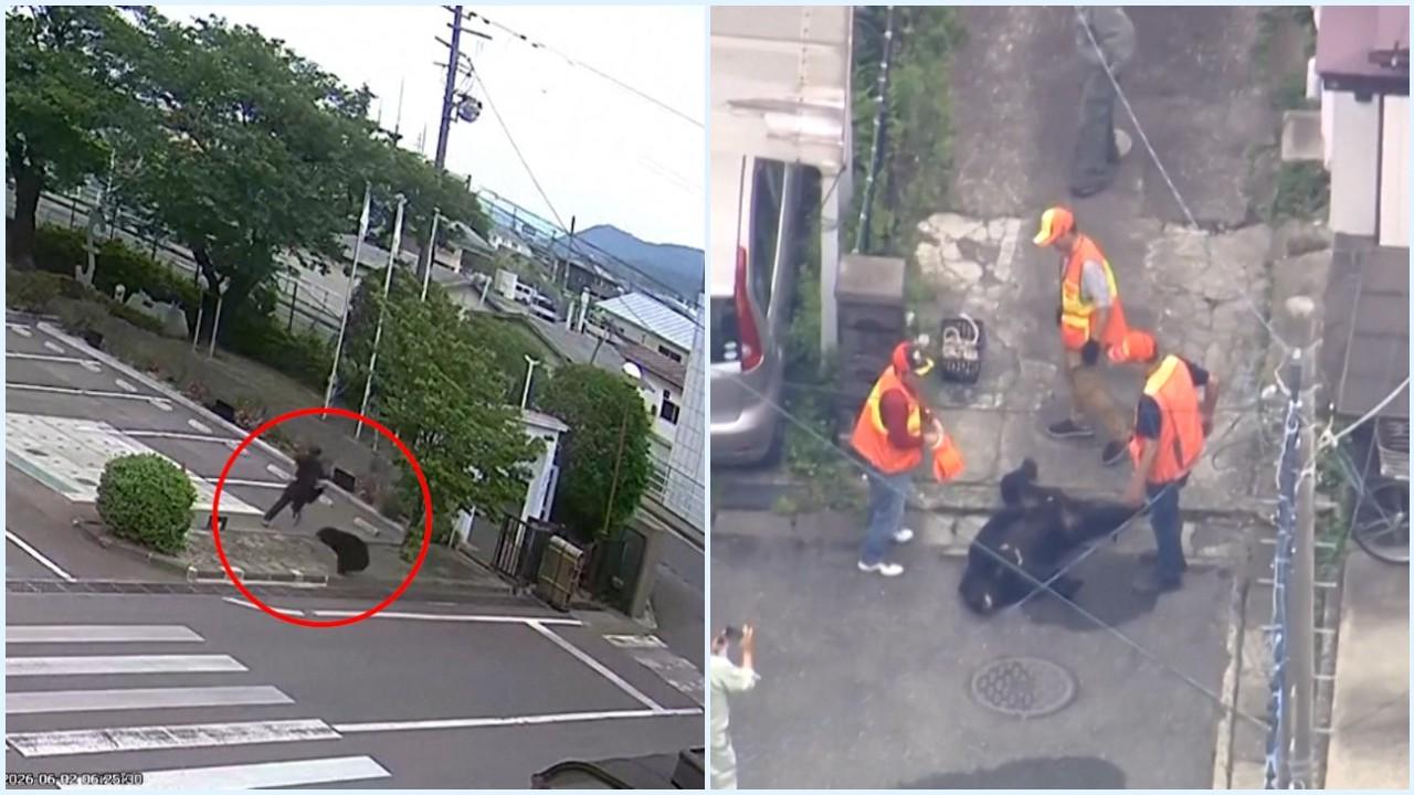 Giappone, orso rincorre i passanti in città: catturato dopo giorni di ...